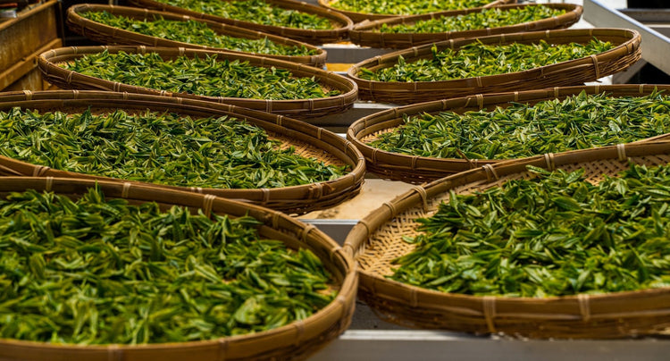 What is Tea Fermentation? – Tea Dao Cultivation